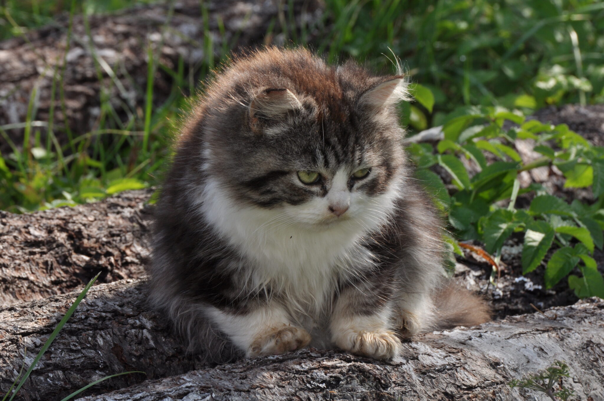 Feral & Abandoned Cat Society